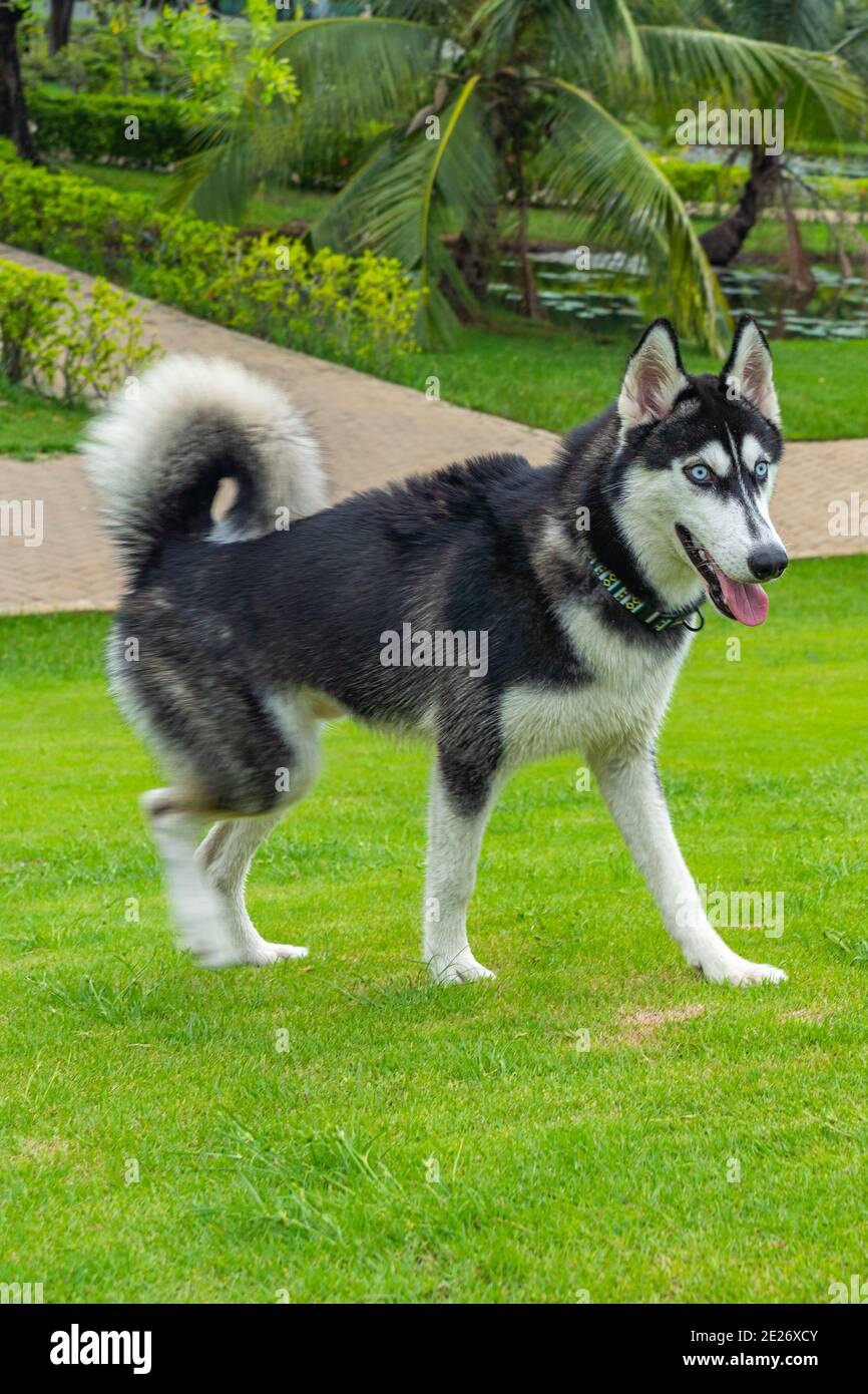 Vertical photo of beautiful husky dog at the park Stock Photo - Alamy