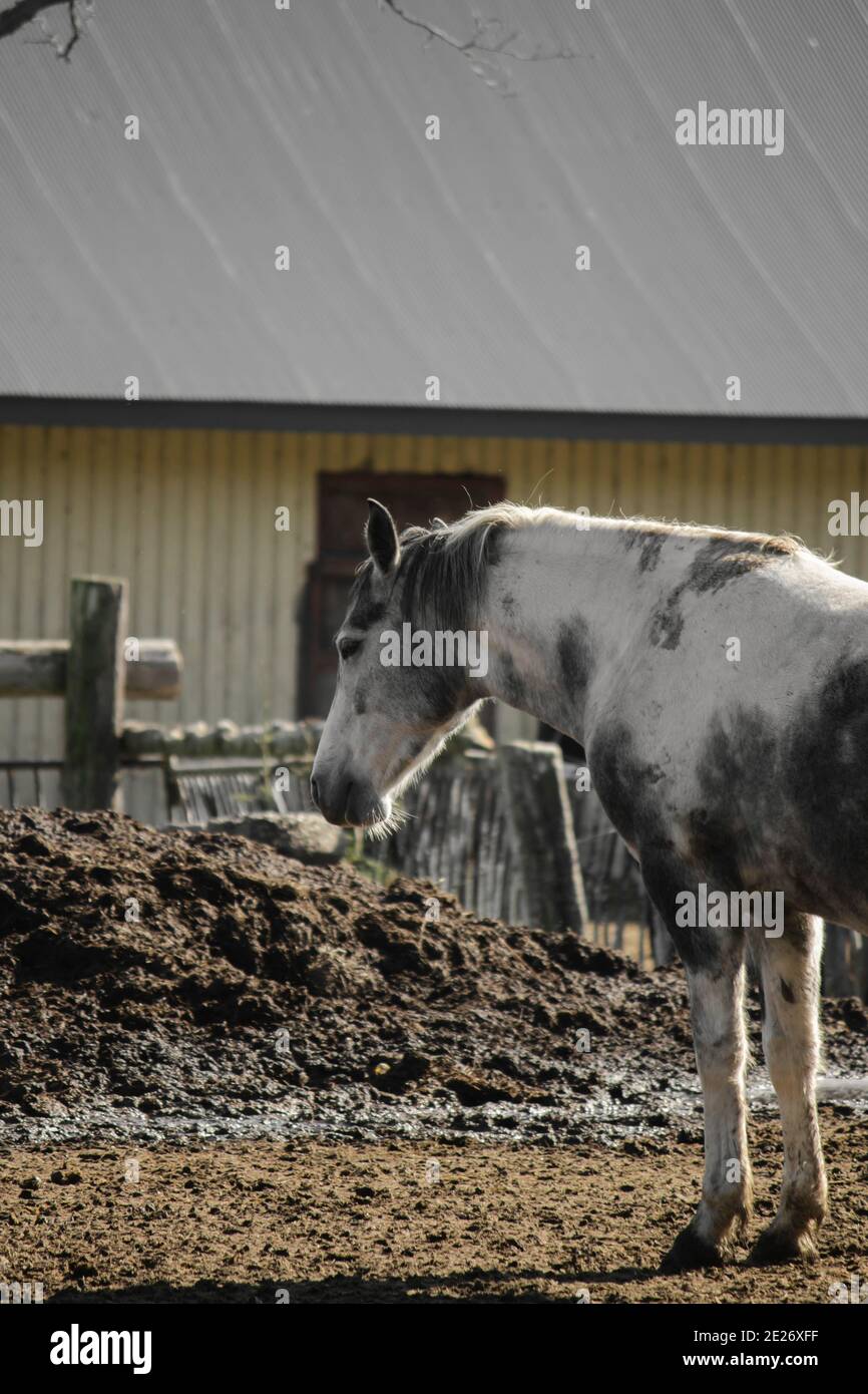 Scenery of the stables on the ranch in the morning with horses Stock ...