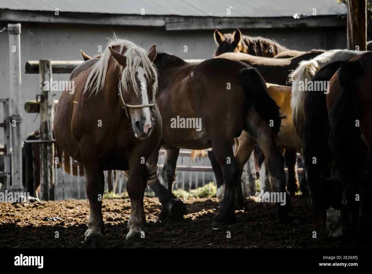 Scenery of the stables on the ranch in the morning with horses Stock ...