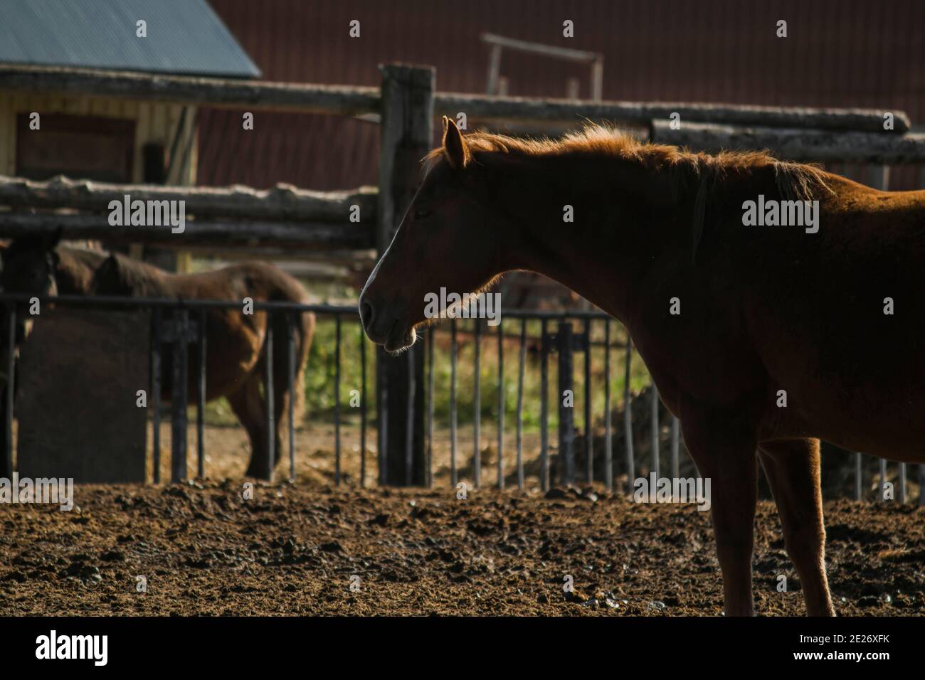 Scenery of the stables on the ranch in the morning with horses Stock ...