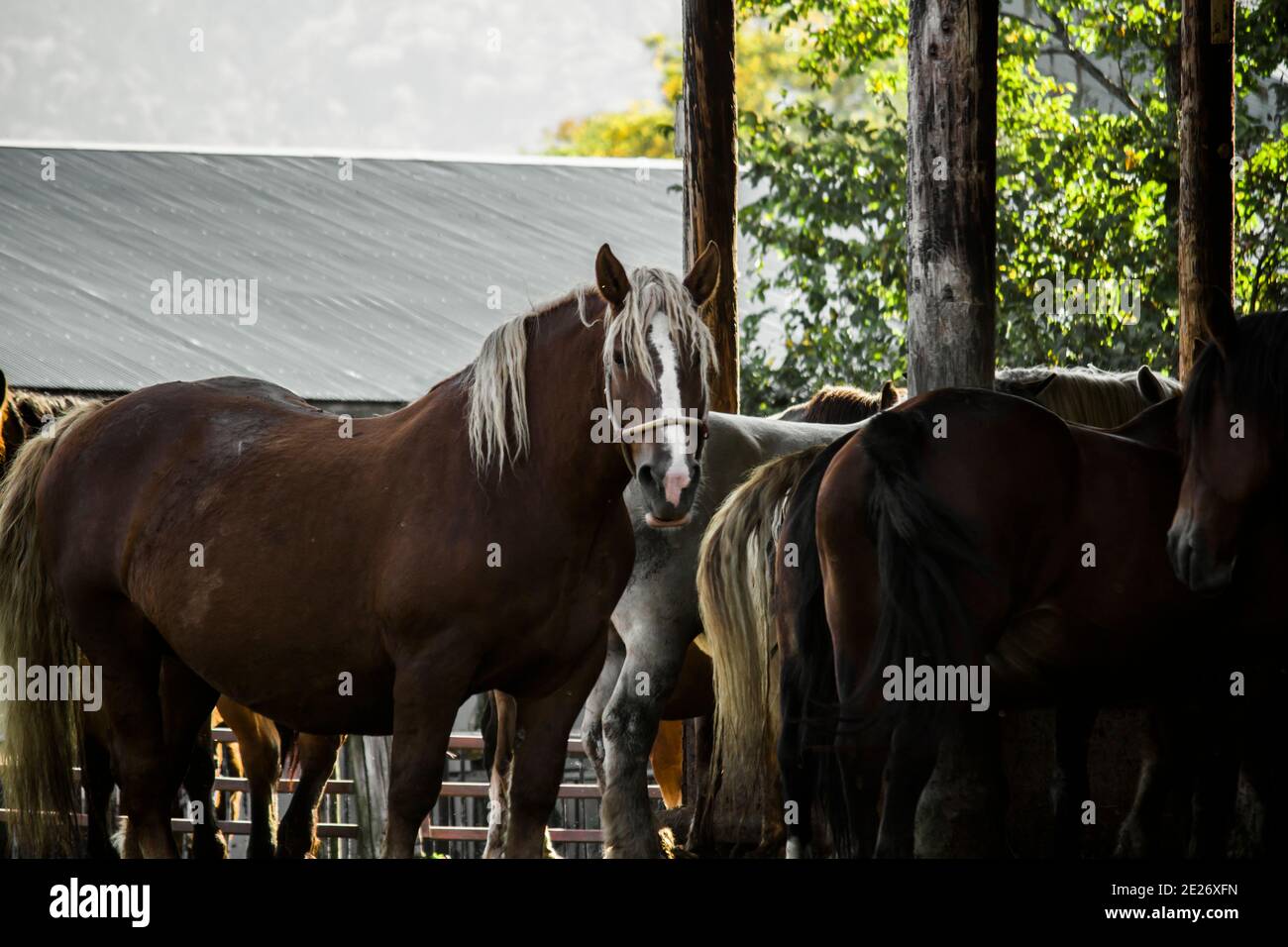 Scenery of the stables on the ranch in the morning with horses Stock ...