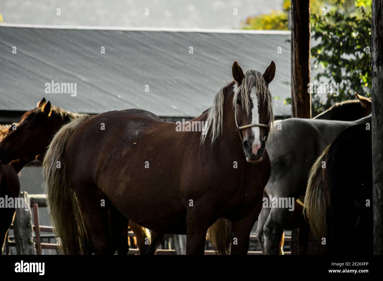 Scenery of the stables on the ranch in the morning with horses Stock ...