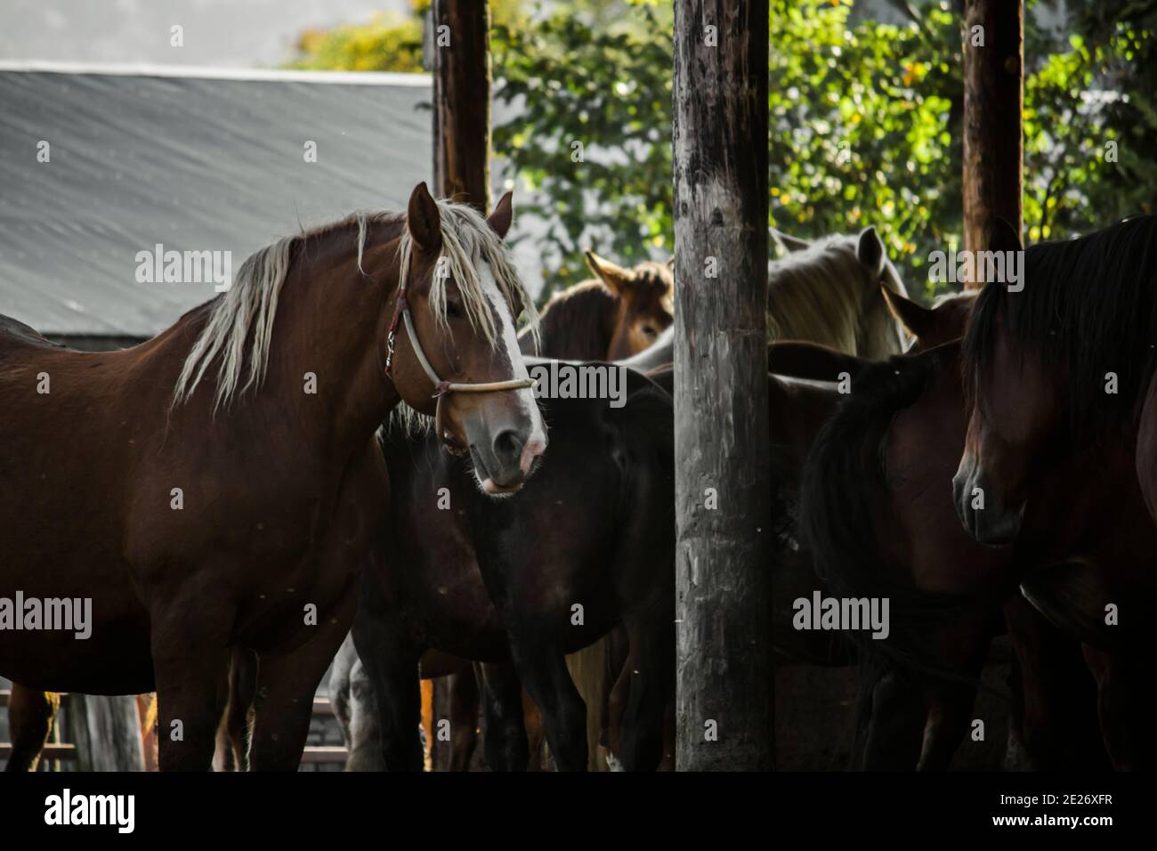 Scenery of the stables on the ranch in the morning with horses Stock ...
