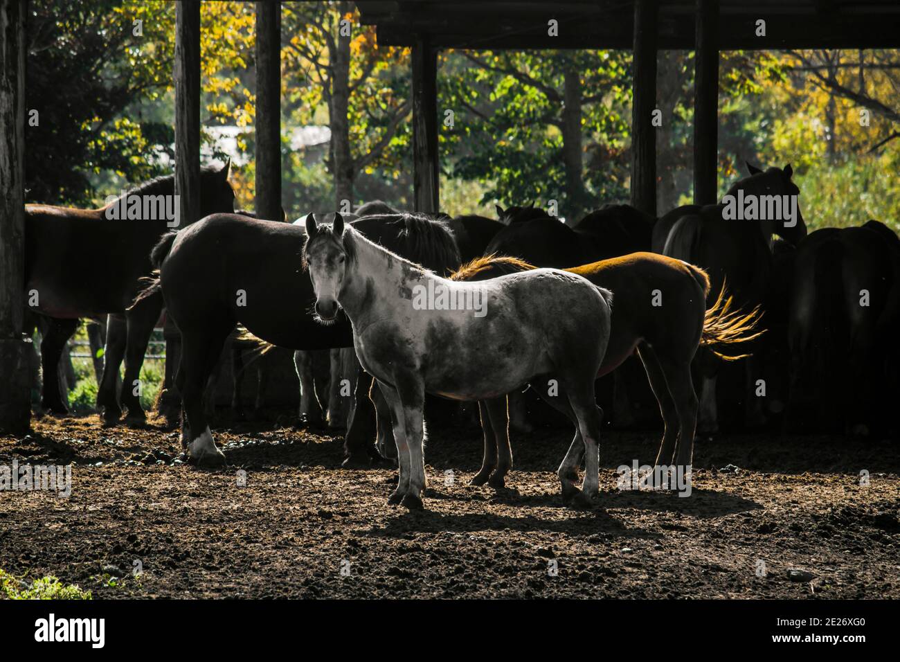Scenery of the stables on the ranch in the morning with horses Stock ...