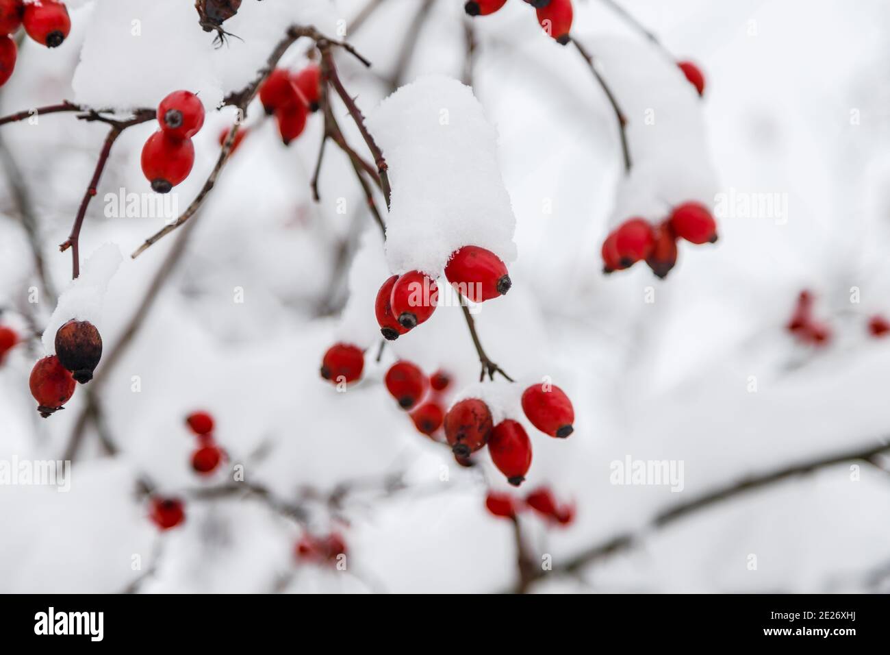 Frozen rose hips hi-res stock photography and images - Alamy