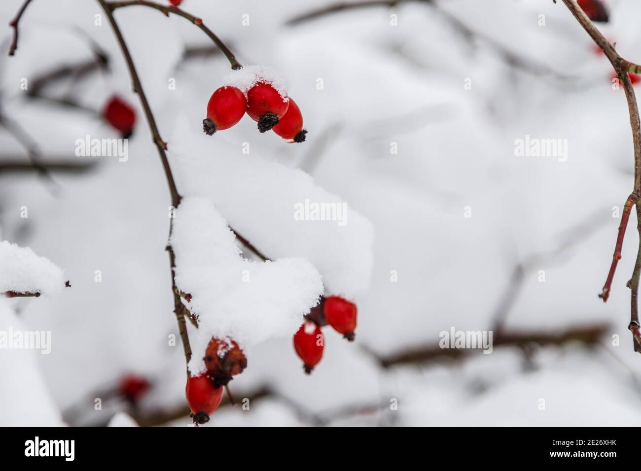 Red frozen rose hips with snow in winter. Nature season Stock Photo - Alamy