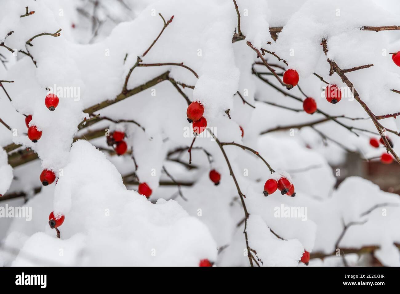 Frozen rose hips in ice hi-res stock photography and images - Alamy