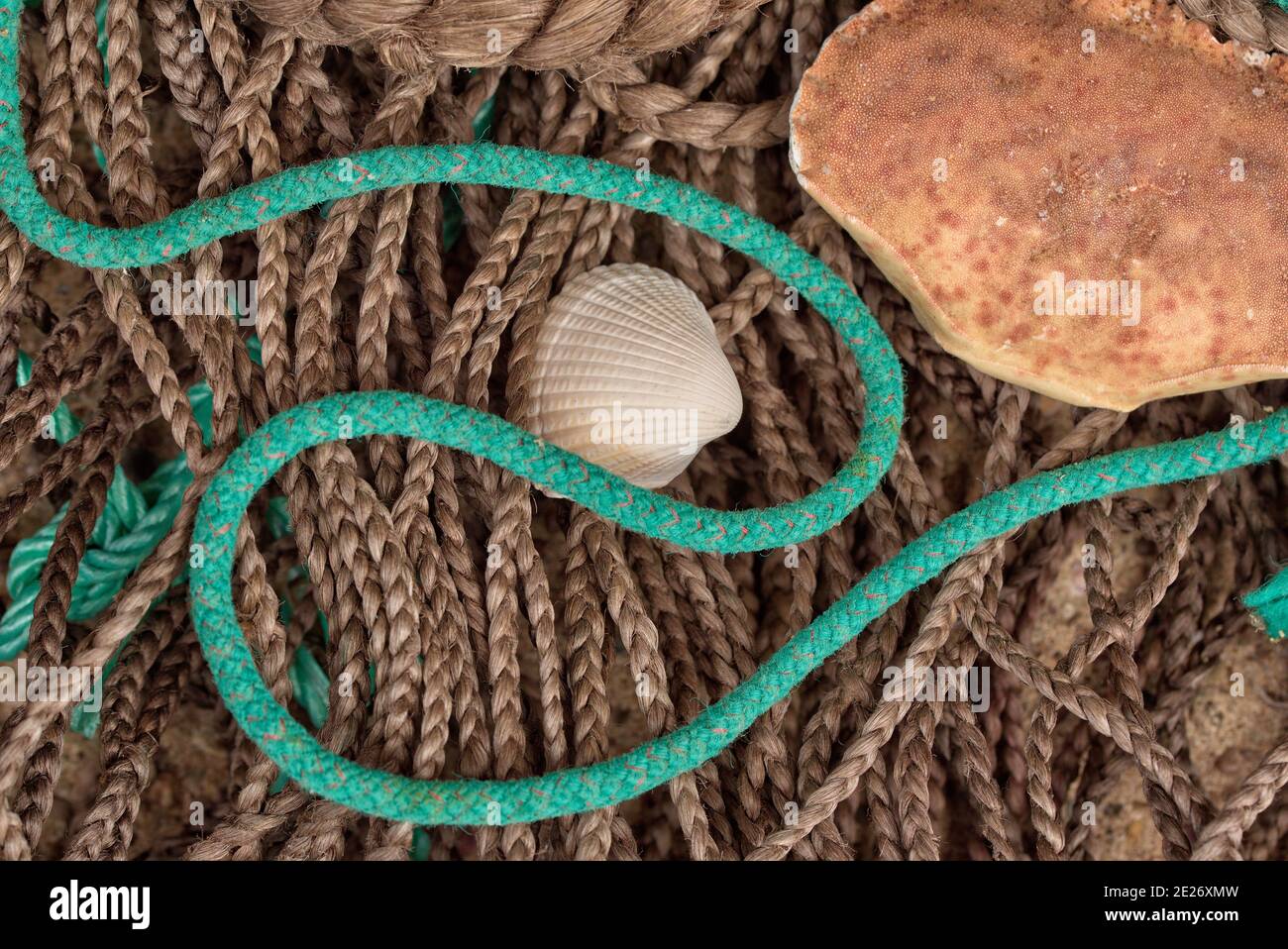 Empty crab shell on old sea rope Stock Photo - Alamy