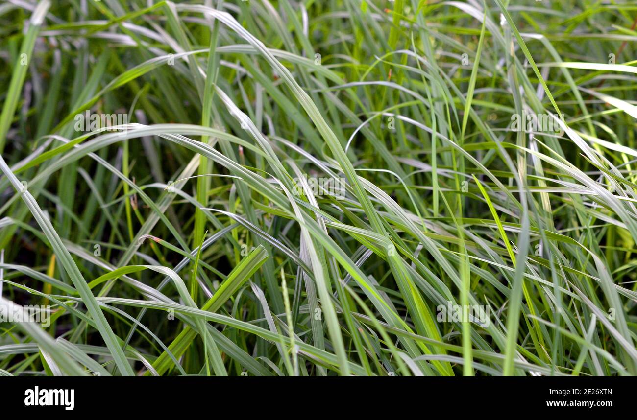 Closeup of green grass weeds, texture for wallpaper or background Stock ...