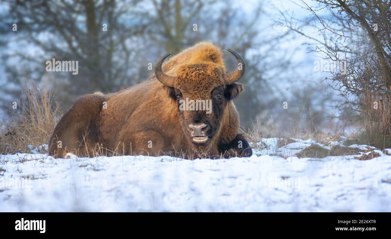 Bison wonderful animal hi-res stock photography and images - Alamy
