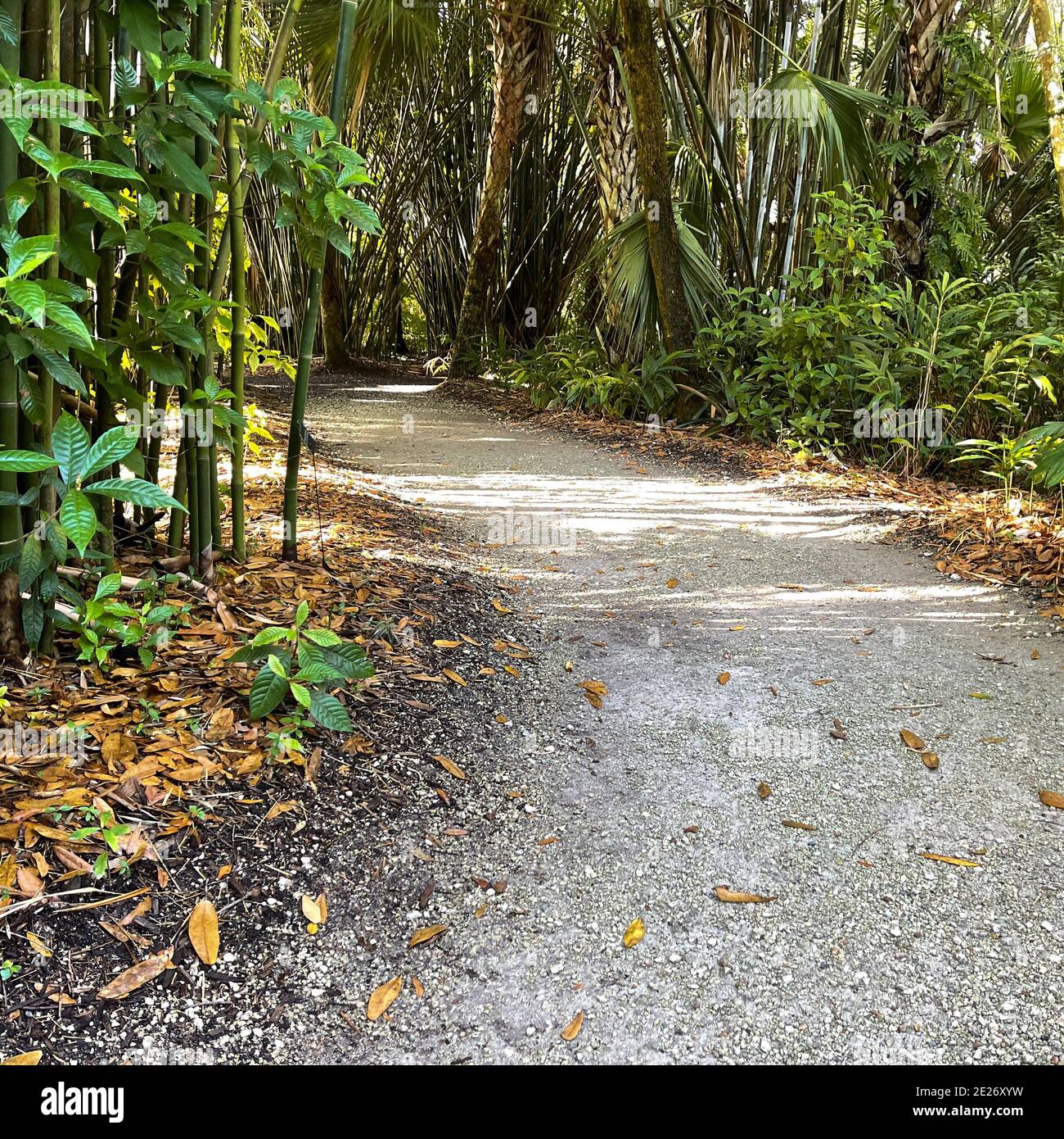 A curved rock walking trail through a tropical botanical garden in ...