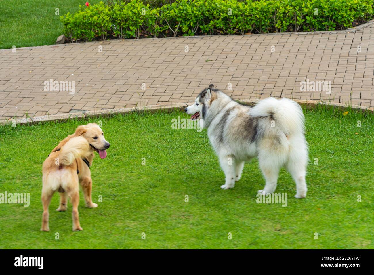 Fat golden retriever dog hi-res stock photography and images - Alamy