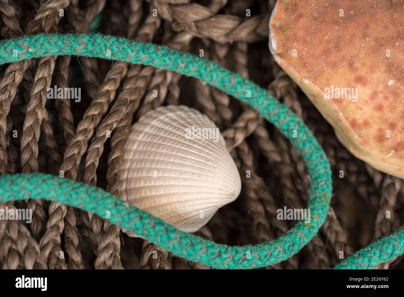 Empty crab shells hi-res stock photography and images - Alamy