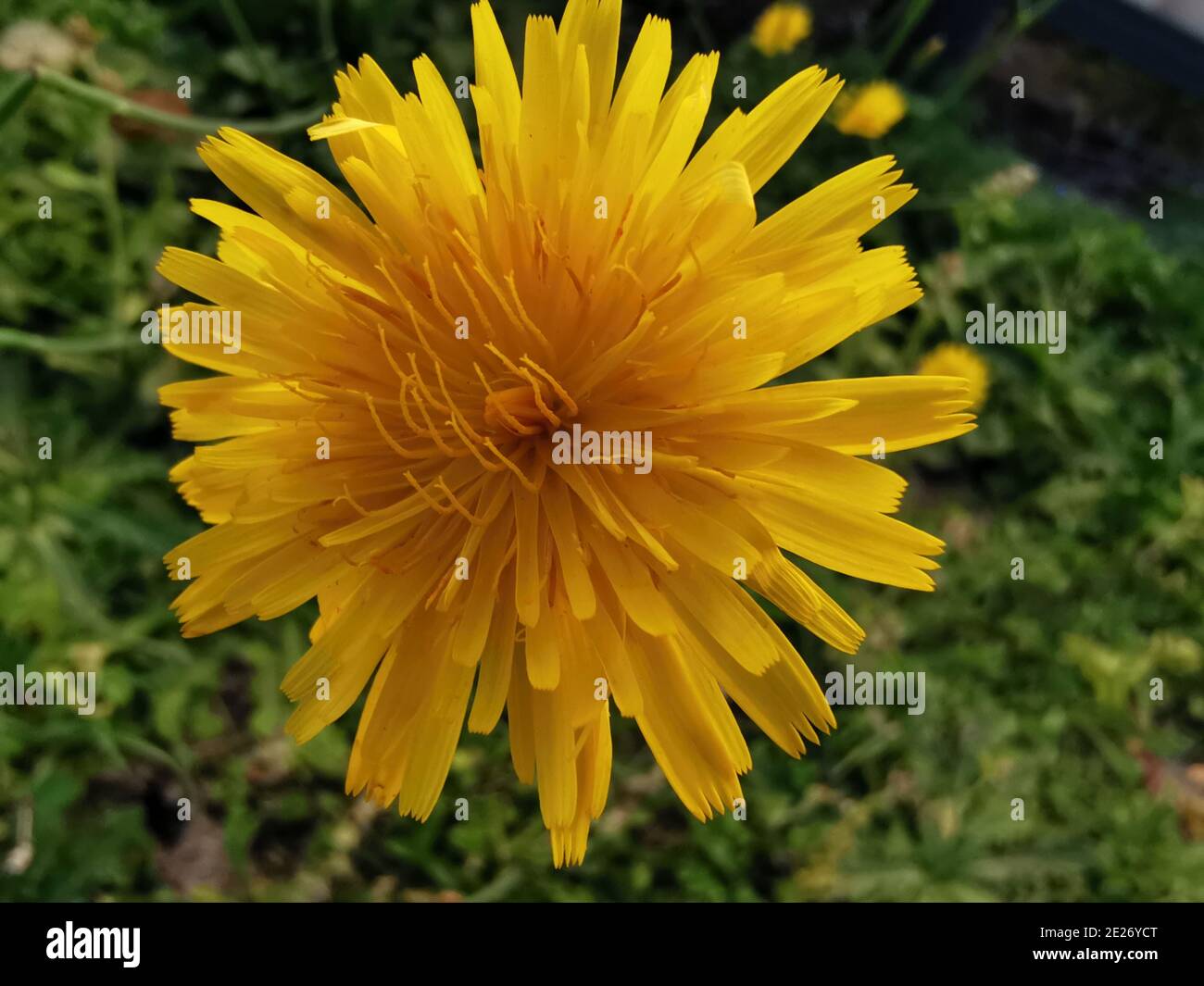 Top view shot of a yellow common dandelion flower Stock Photo - Alamy
