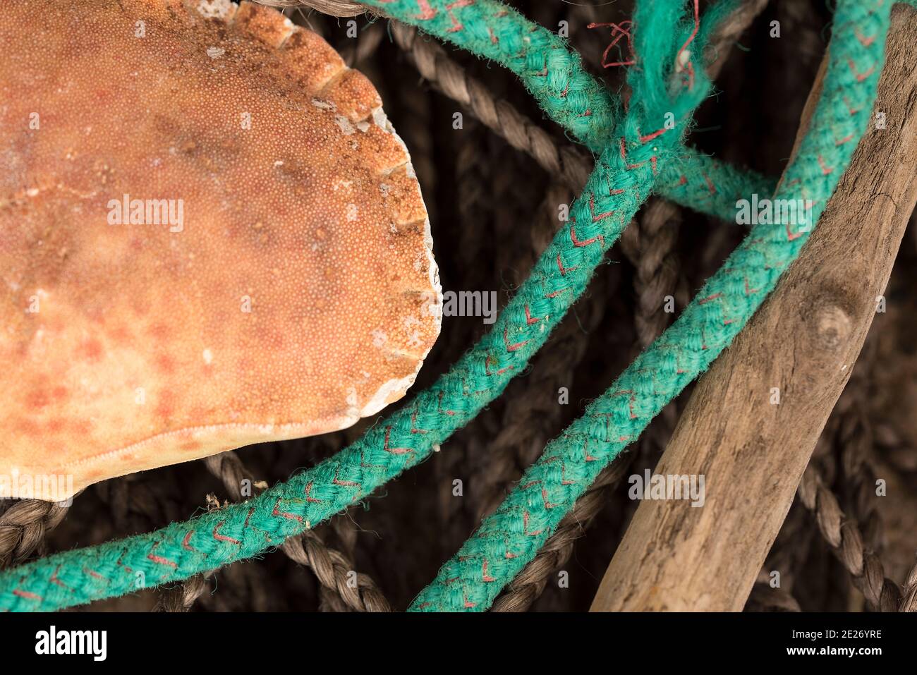 Empty crab shell on old sea rope Stock Photo - Alamy