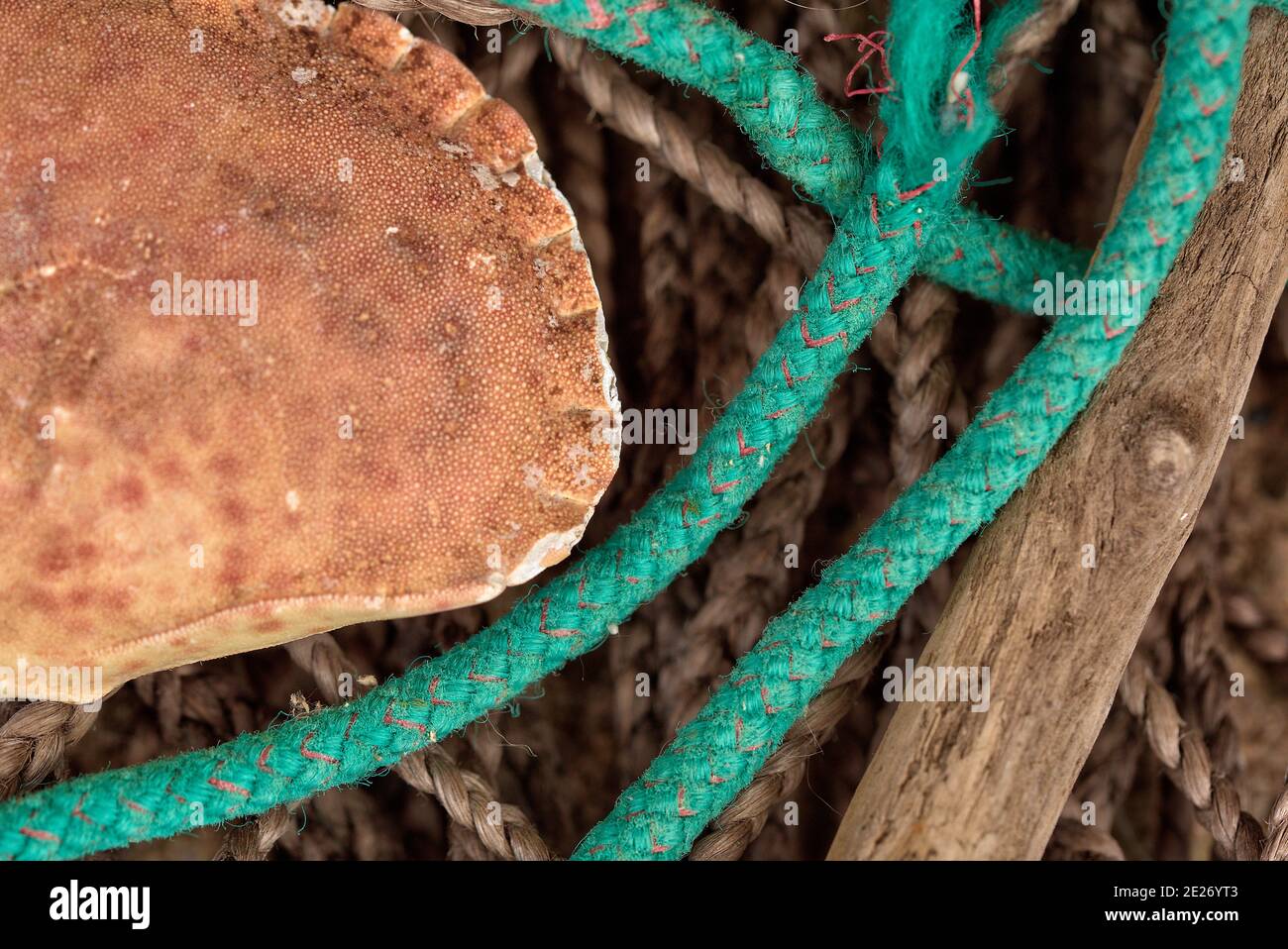 Empty crab shells hi-res stock photography and images - Alamy