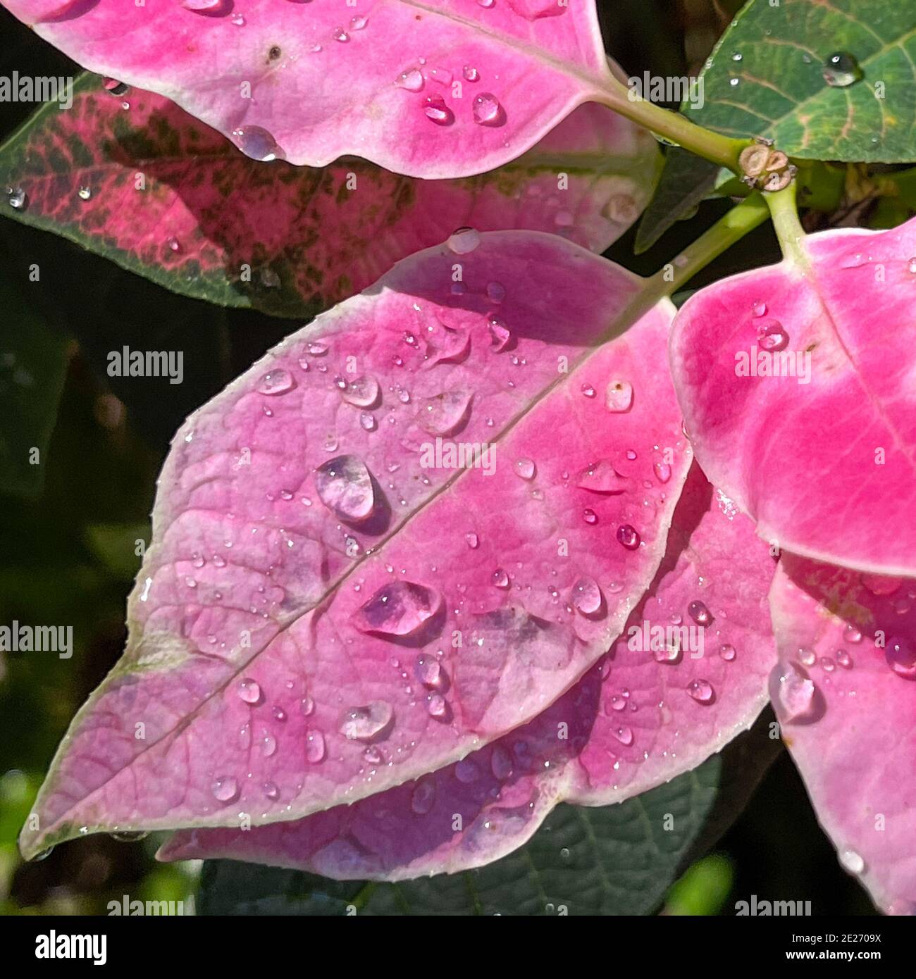 A bright pink copper shrub at a botanical garden in Florida Stock Photo ...