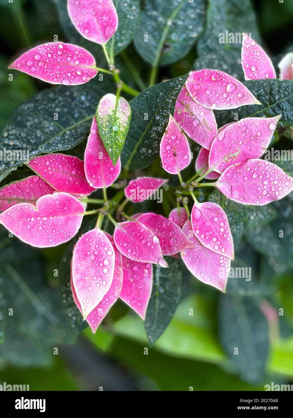 A bright pink copper shrub at a botanical garden in Florida Stock Photo ...