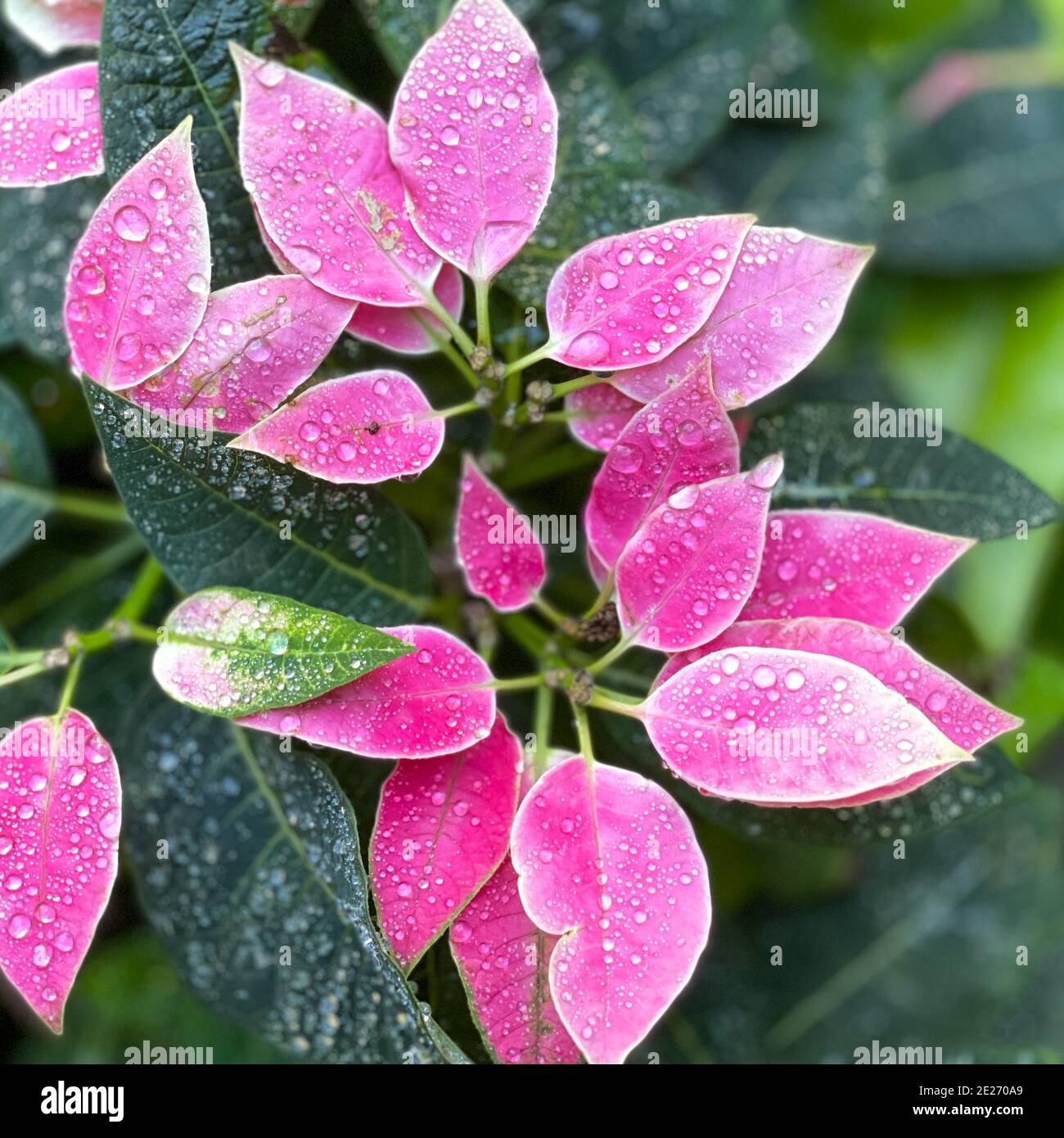 A bright pink copper shrub at a botanical garden in Florida Stock Photo ...