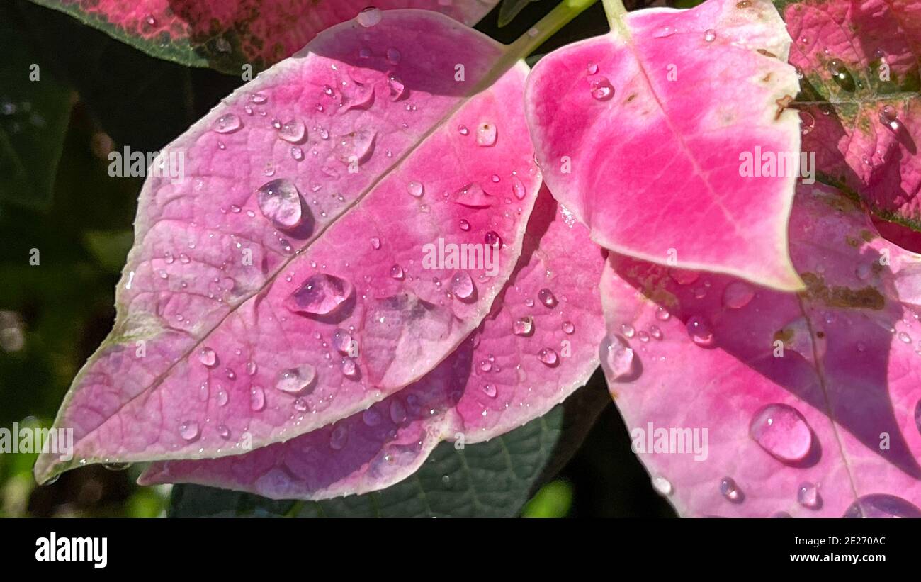 A bright pink copper shrub at a botanical garden in Florida Stock Photo ...
