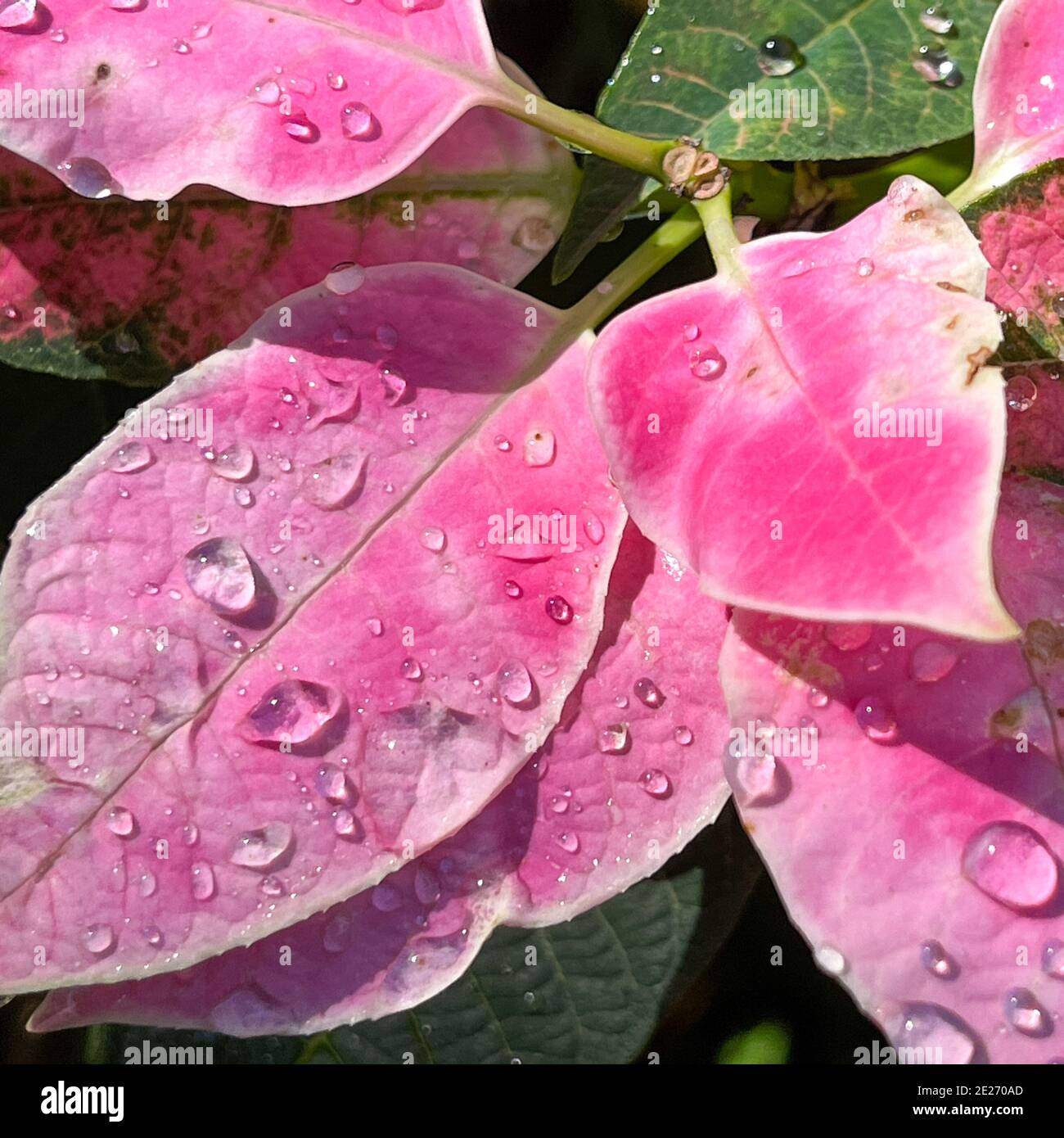 A bright pink copper shrub at a botanical garden in Florida Stock Photo ...