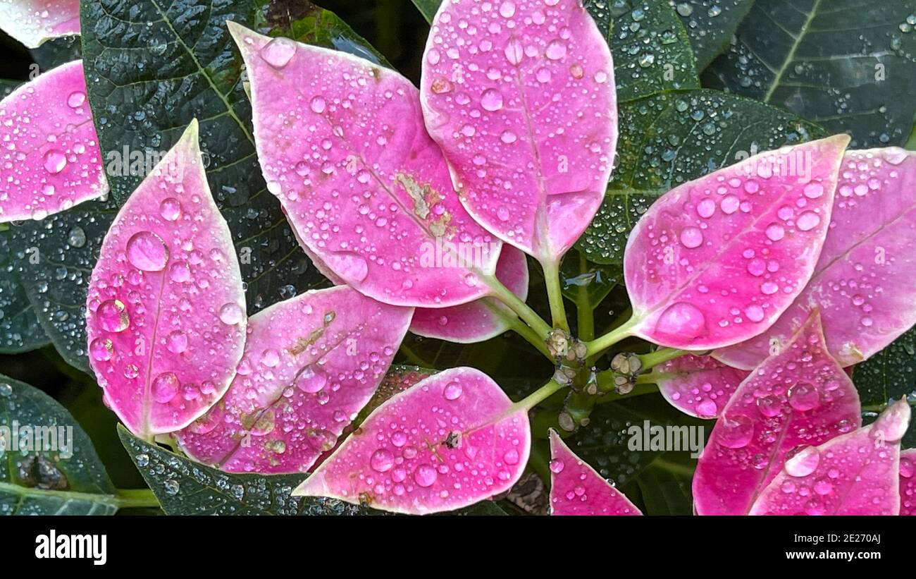 A bright pink copper shrub at a botanical garden in Florida Stock Photo ...