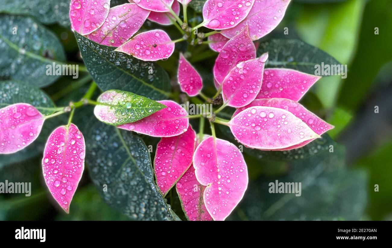 A bright pink copper shrub at a botanical garden in Florida Stock Photo ...