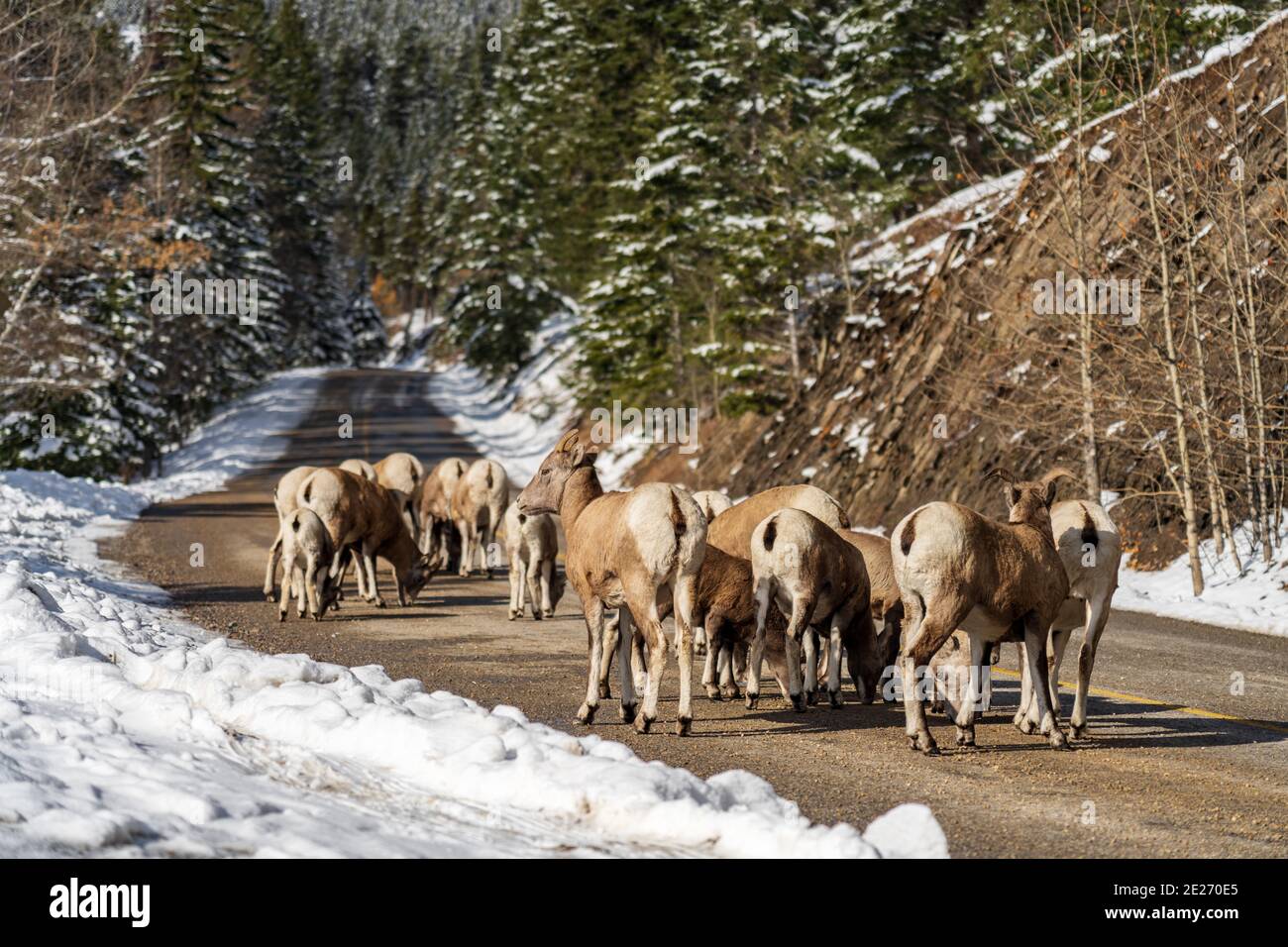 Mountain goat banff national park hi-res stock photography and images ...