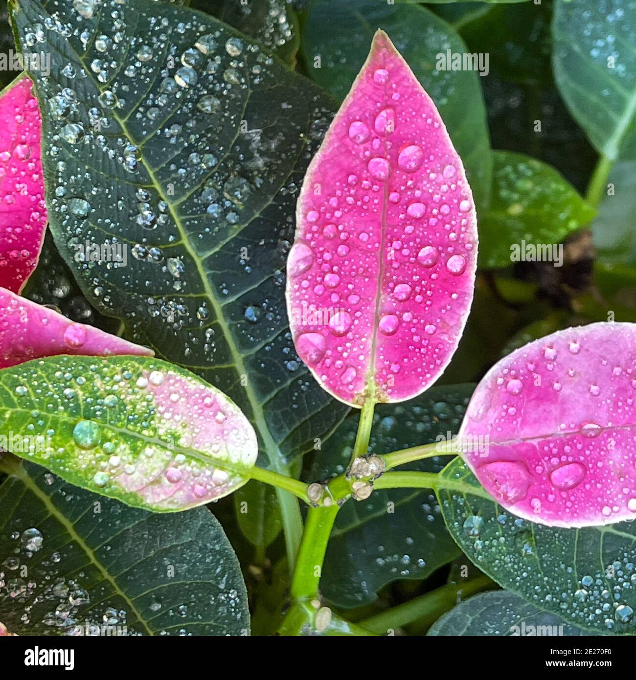 A bright pink copper shrub at a botanical garden in Florida Stock Photo ...