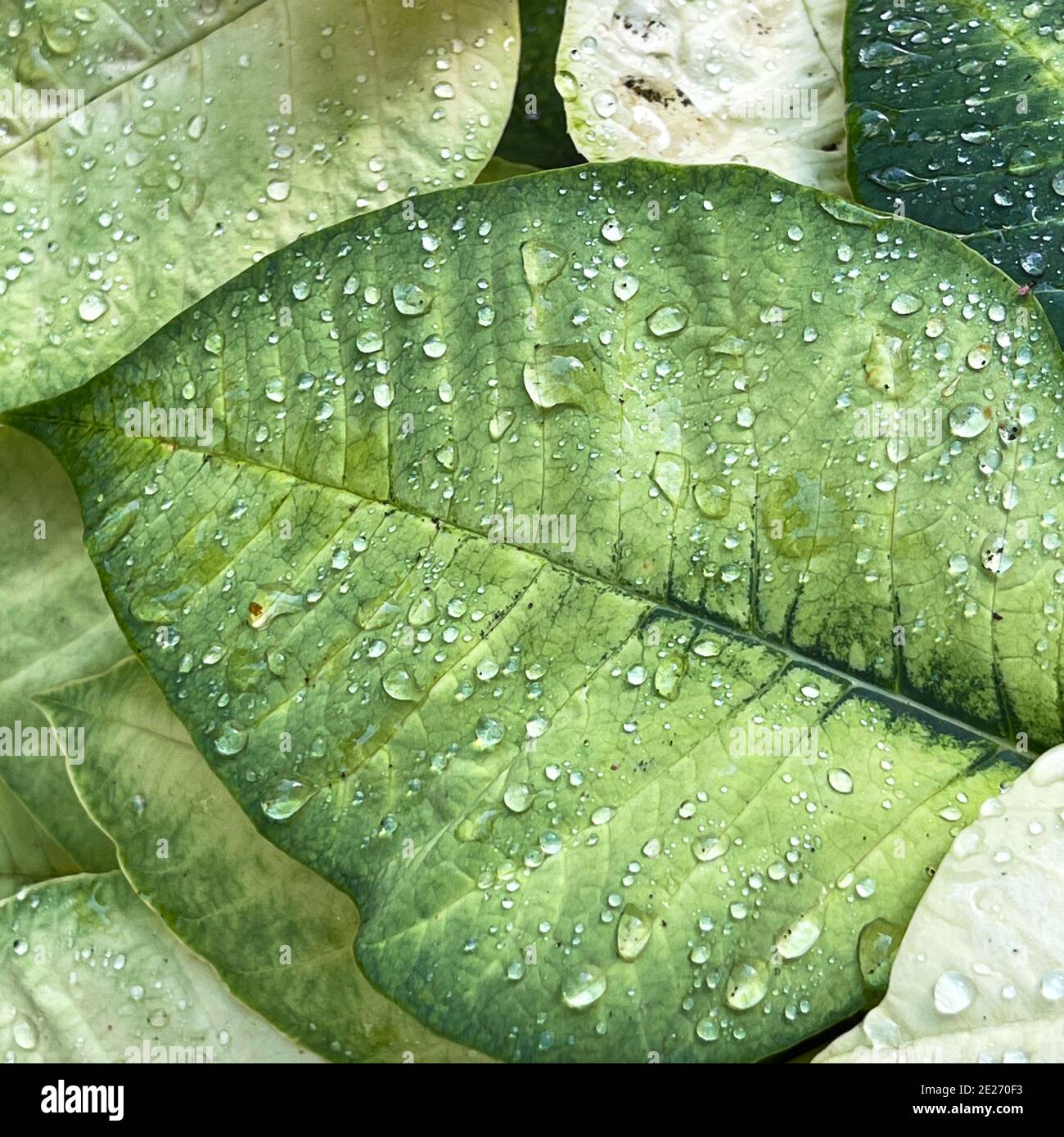 A closeup of a green and light yellow leaf shrub with water droplets at ...