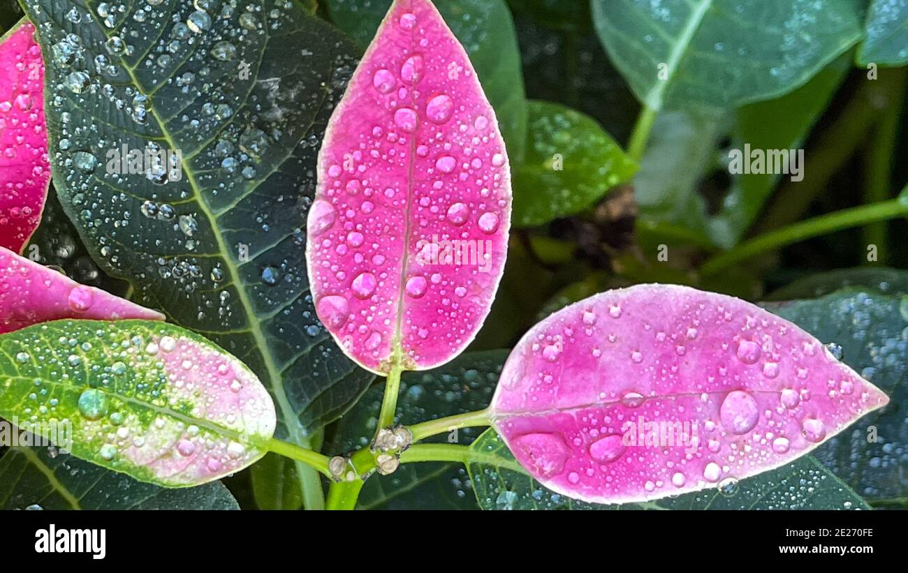 A bright pink copper shrub at a botanical garden in Florida Stock Photo ...