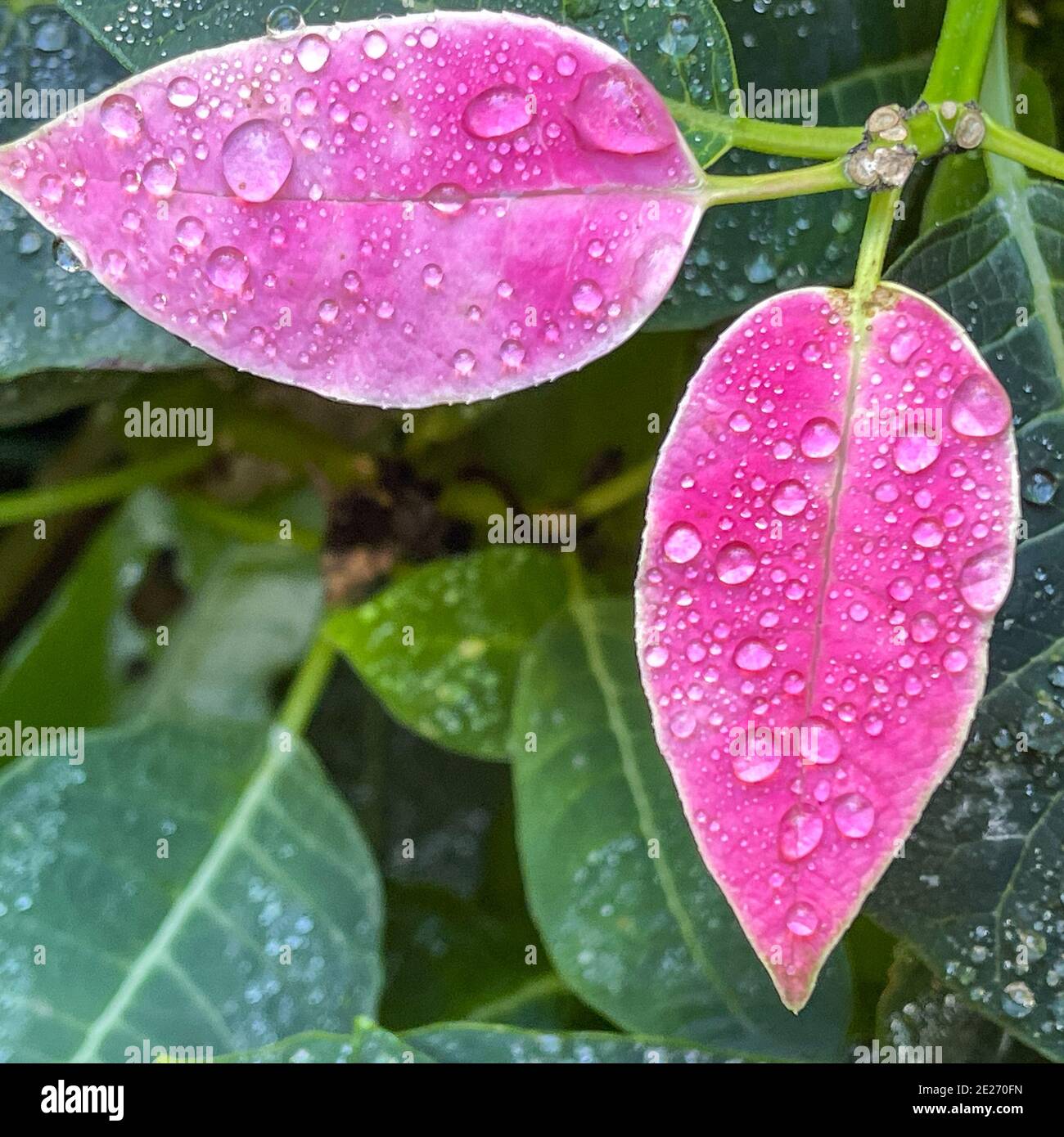 A bright pink copper shrub at a botanical garden in Florida Stock Photo ...