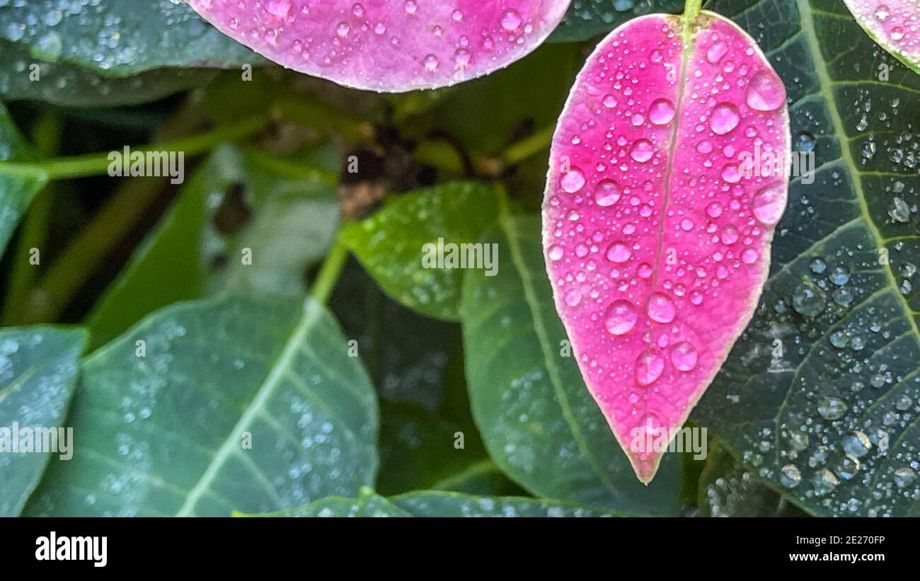 A bright pink copper shrub at a botanical garden in Florida Stock Photo ...