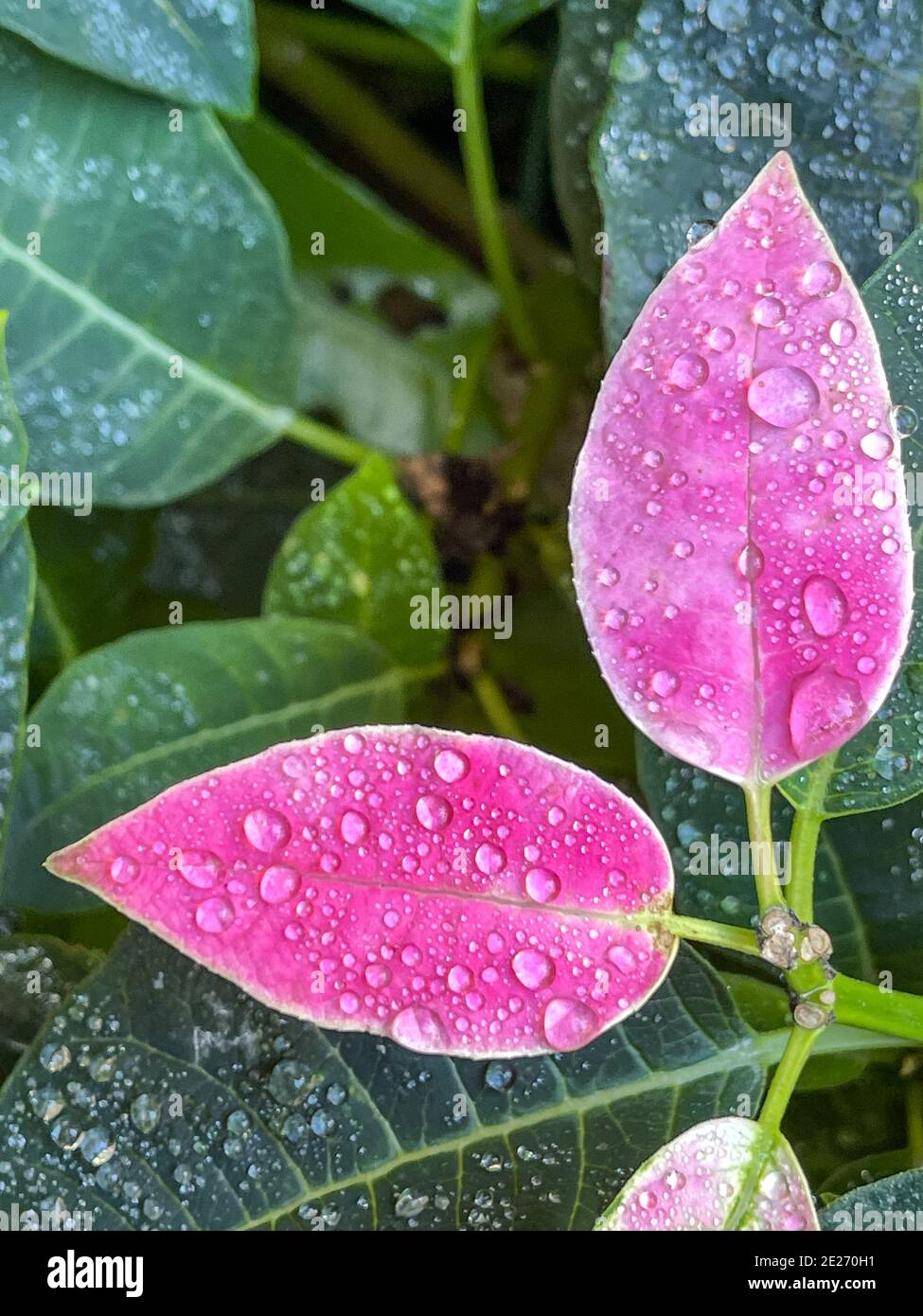 A bright pink copper shrub at a botanical garden in Florida Stock Photo ...