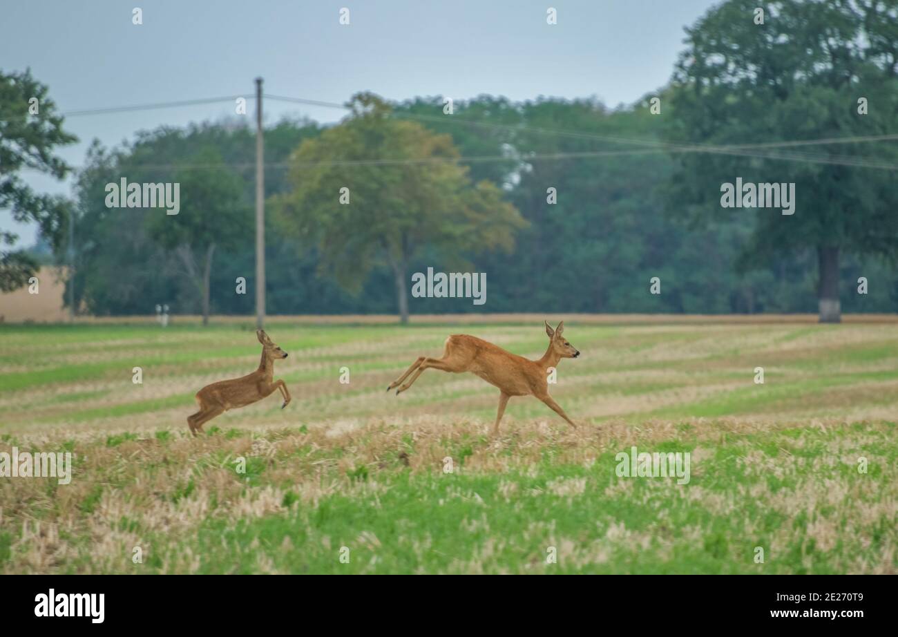 Rehe High Resolution Stock Photography and Images - Alamy