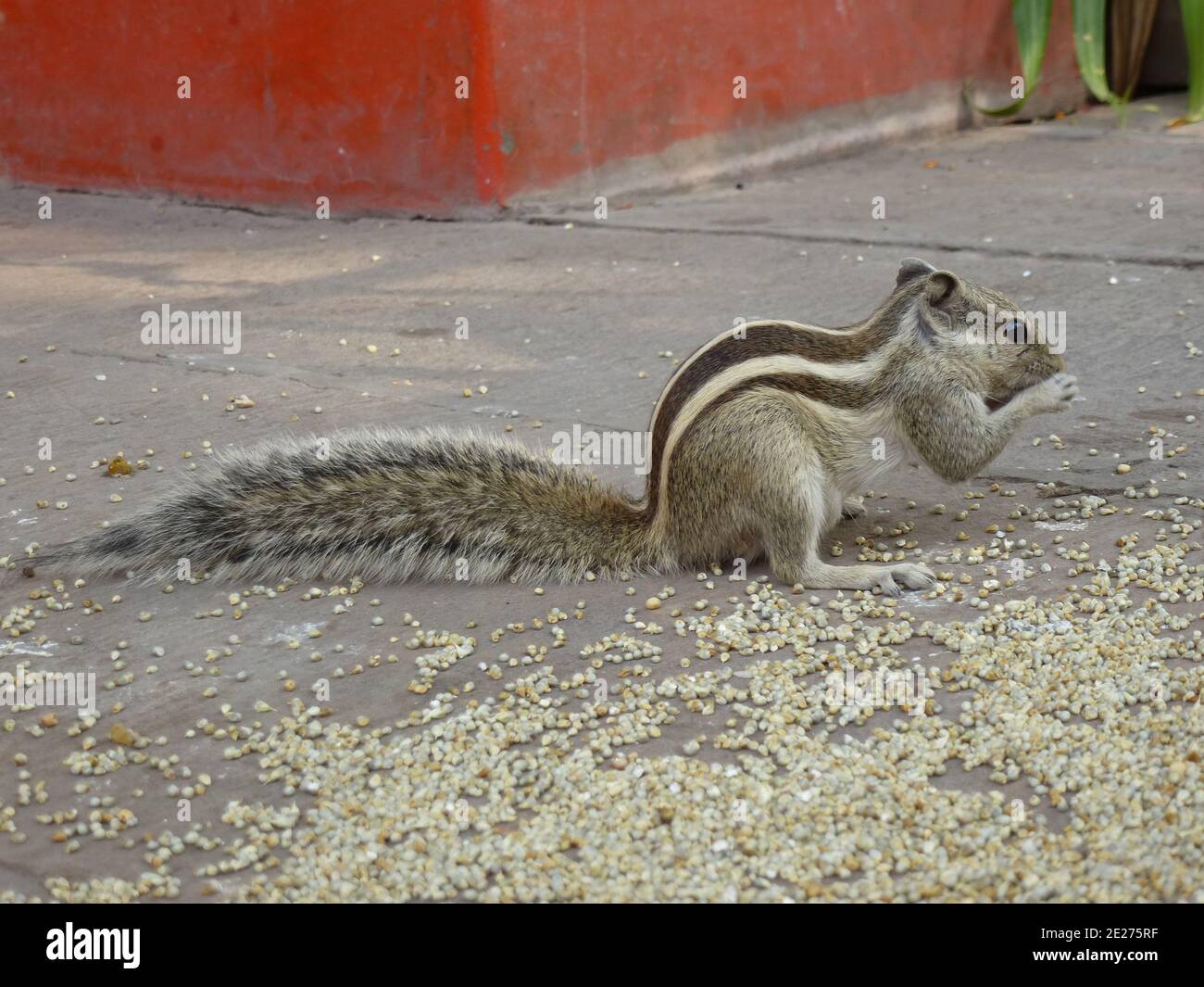 Asian chipmunk hi-res stock photography and images - Alamy