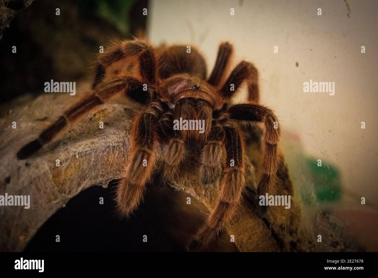 African tarantula hi-res stock photography and images - Alamy
