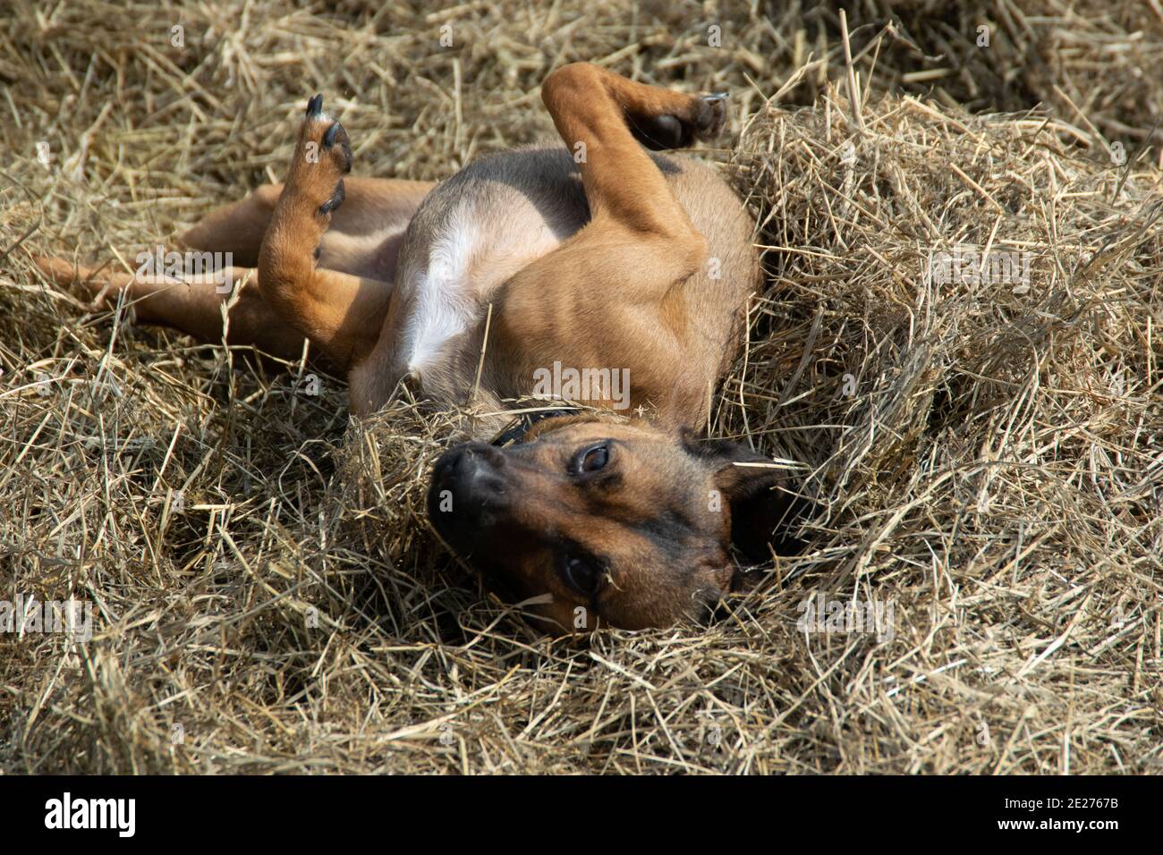Brown dog playing in the dried grass Stock Photo - Alamy