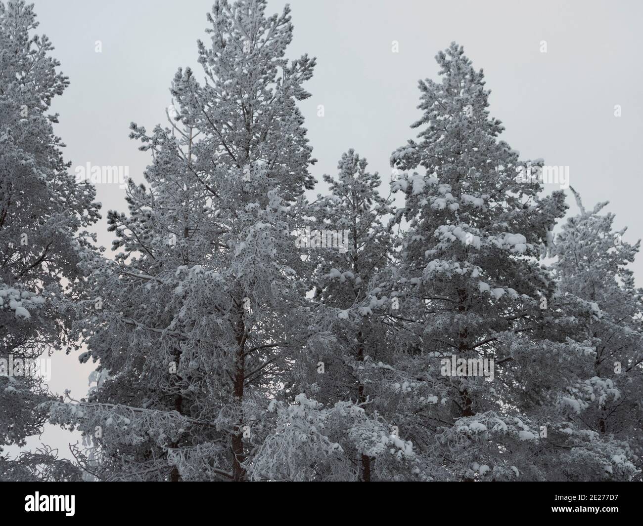Frozen trees in snow. Winter background Stock Photo - Alamy