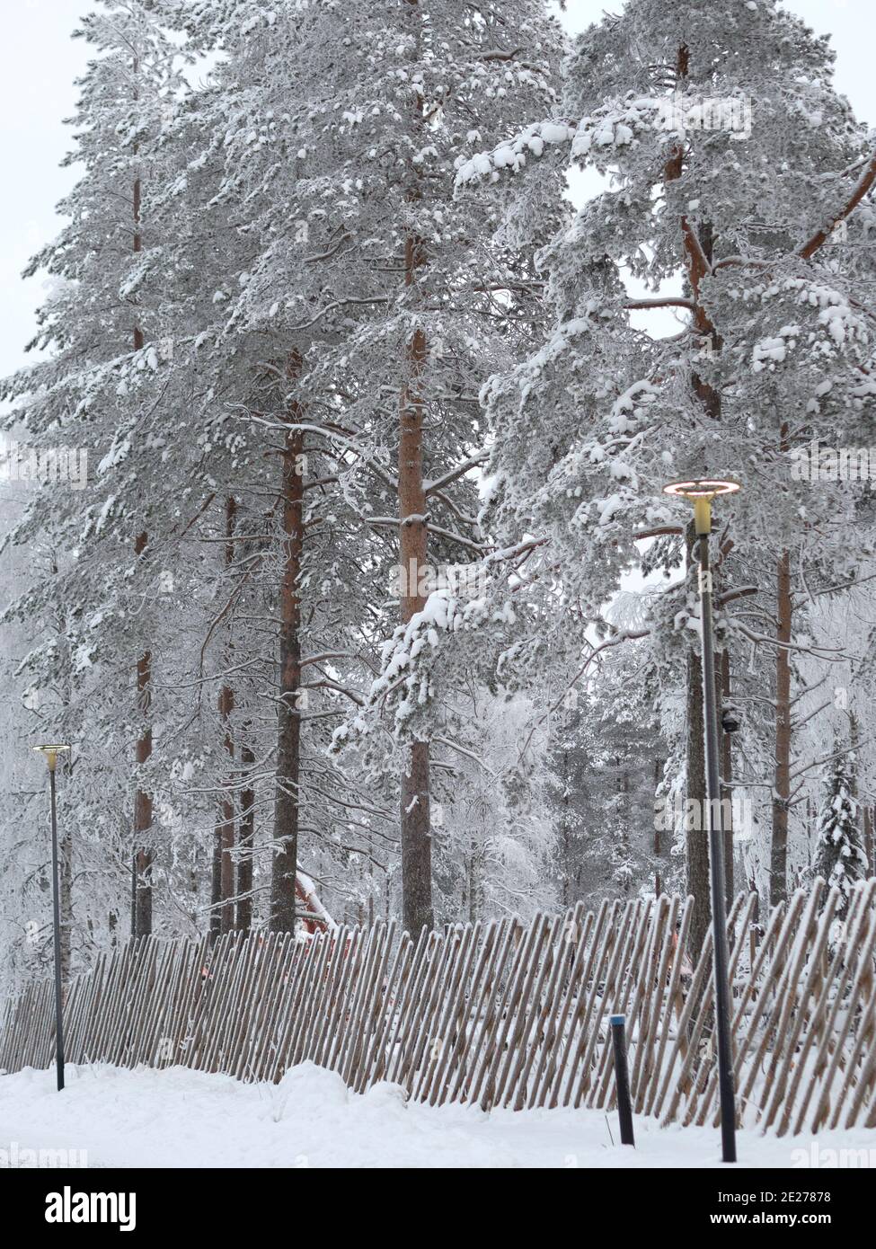 Frozen trees in snow. Winter background Stock Photo - Alamy
