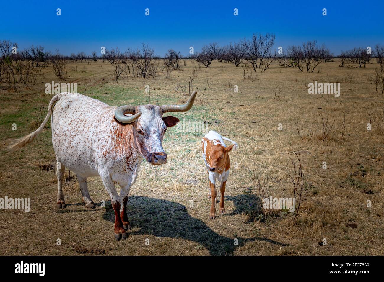 Texas Longhorn beef cattle cow and calf standing in a pasture Stock ...