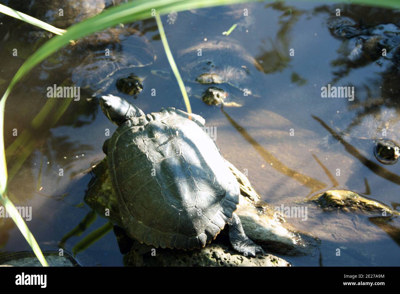 many common aquatic turtles swim underwater in a blue and green deep ...