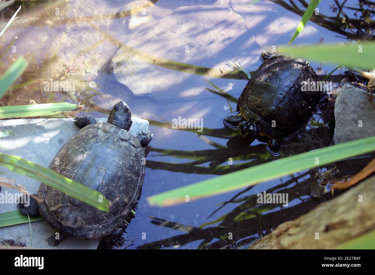 many common aquatic turtles swim underwater in a blue and green deep ...
