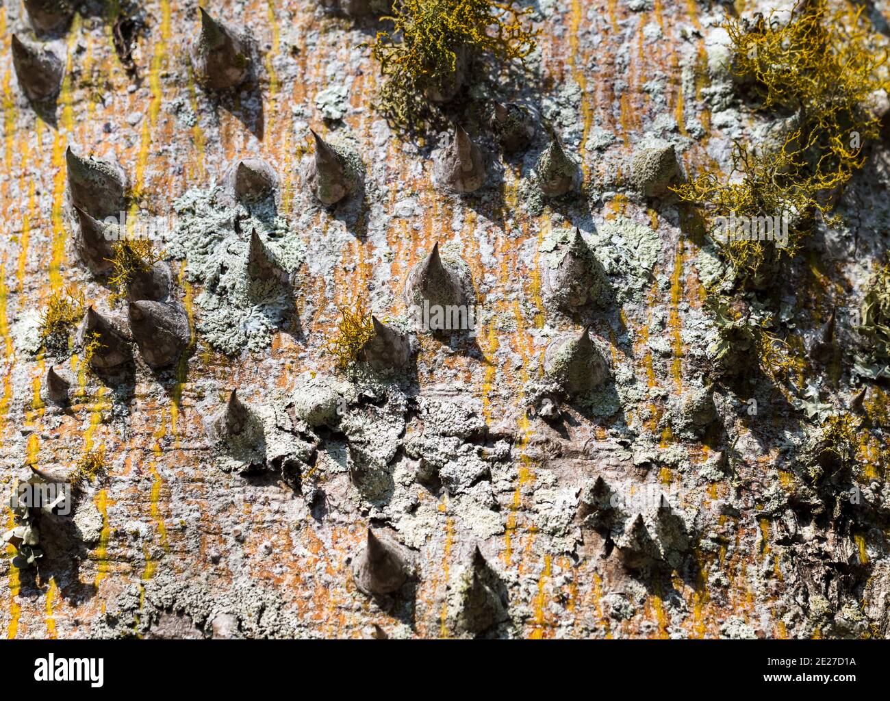 Tree bark with thorns texture hi-res stock photography and images - Alamy