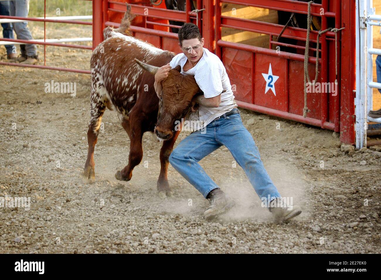 Steer wrestling Cowboys compete in Rodeo action Stock Photo - Alamy
