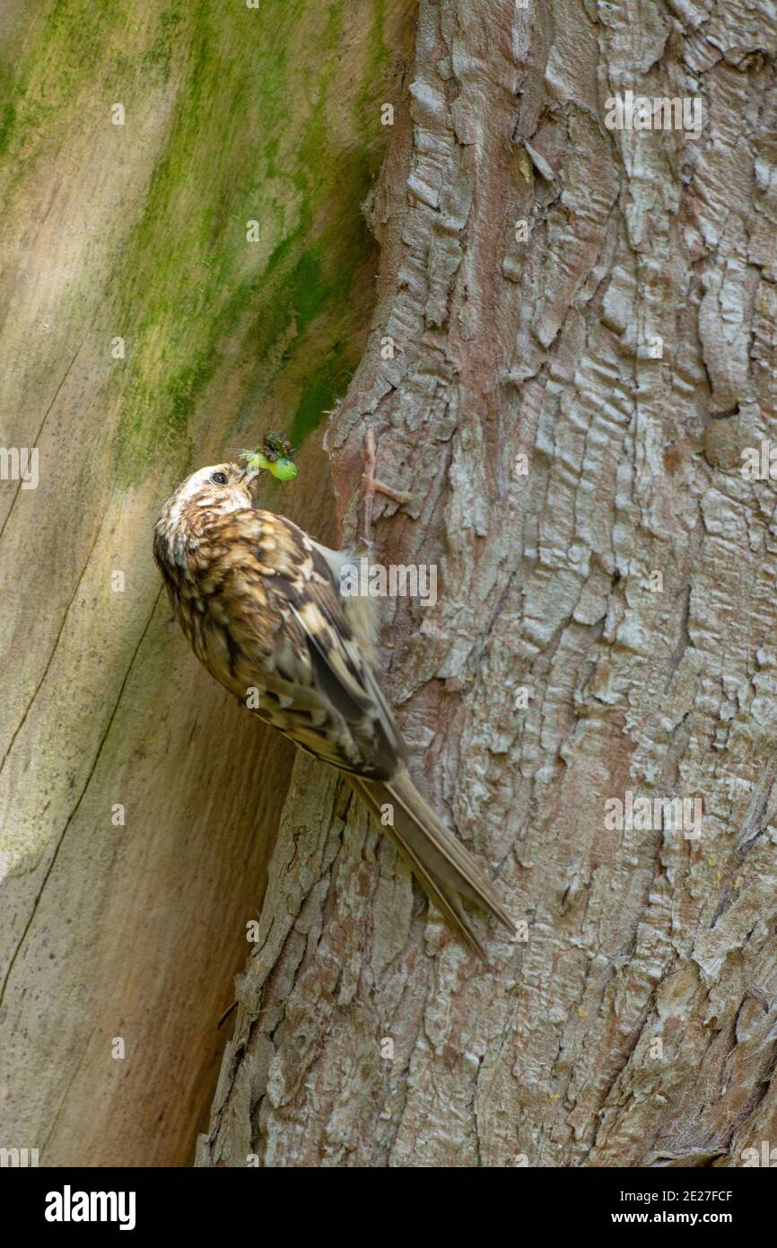 Treecreeper (Certhia familiaris). Searching for bark-dwelling insects ...