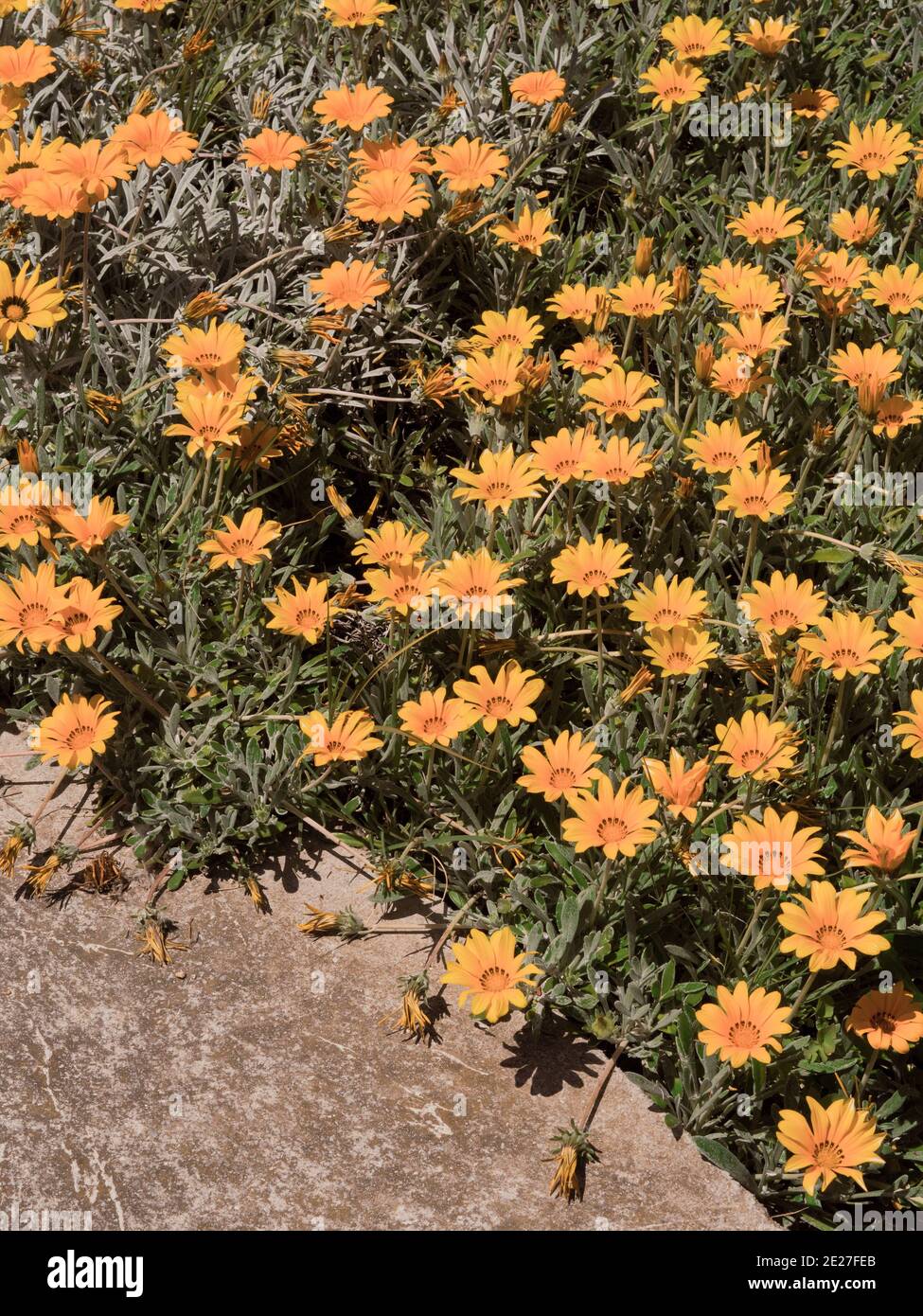 Yellow flowers on the ground Stock Photo - Alamy