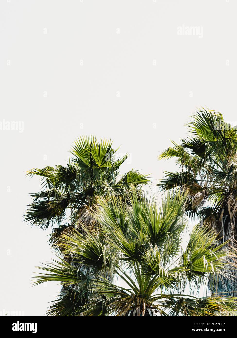 Palm Tree on a Simple Background Stock Photo - Alamy