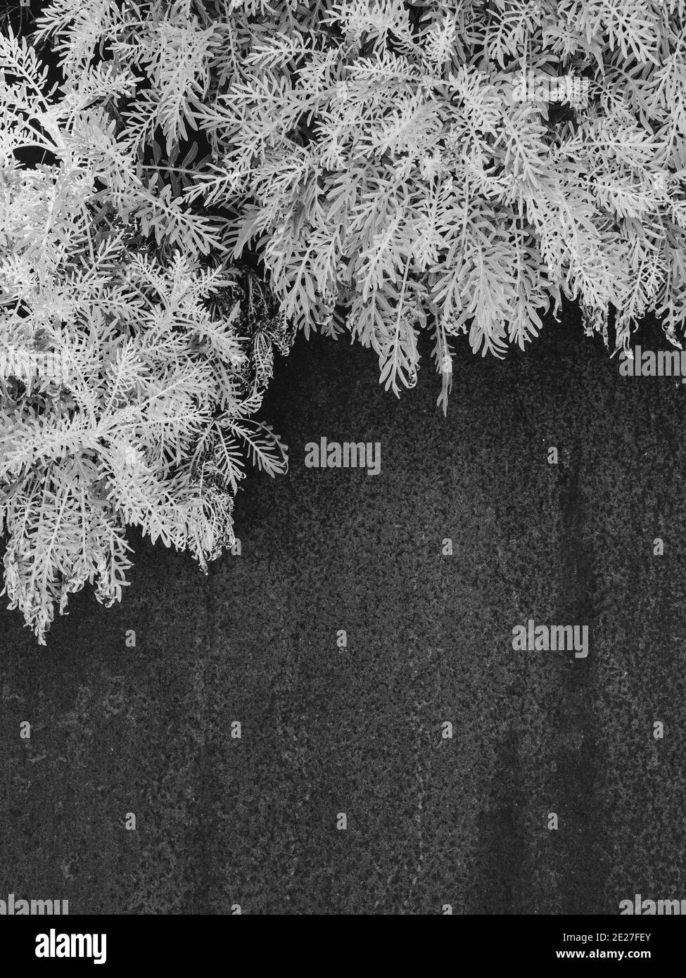 Simple black white leaves Black and White Stock Photos & Images - Alamy