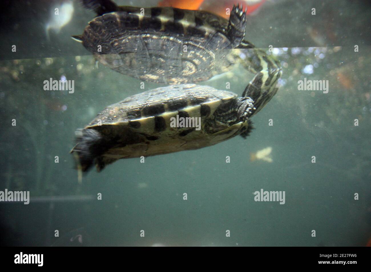 many common aquatic turtles swim underwater in a blue and green deep ...